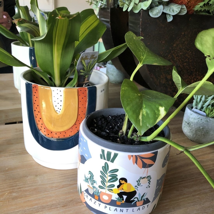 Crazy plant lady pot